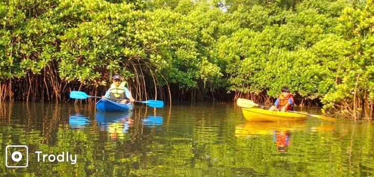 Goa Kayaking Mangroves Magic! Near Candolim - Trodly