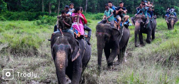 Thekkady Elephant Experience - Trodly